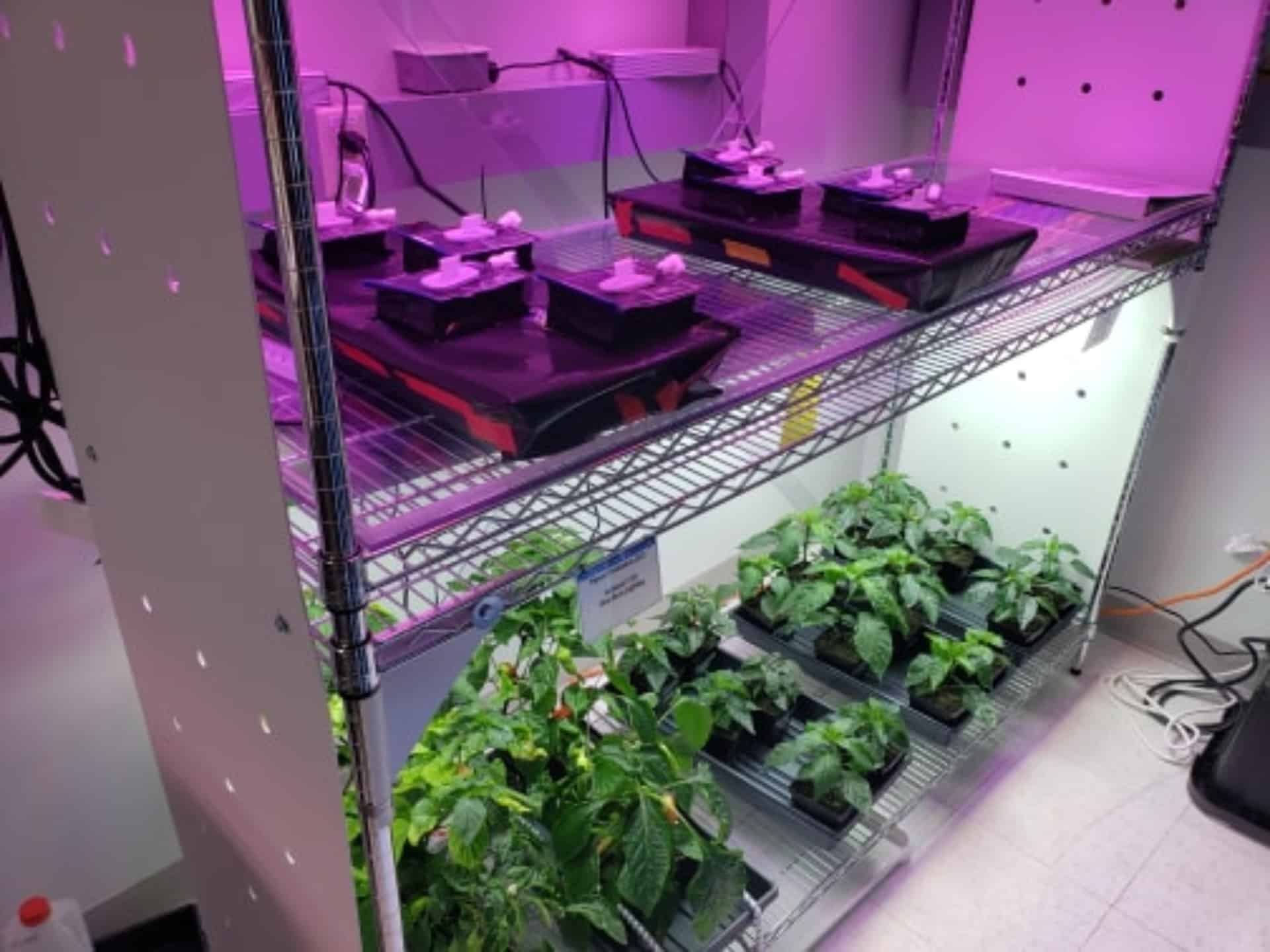 Isaac Mayle of RCCC selected for NASA experience - EdNC